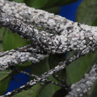 Crape Myrtle Pest and Disease Control Guide-Analysis, Tips & Solutions| Southern Charm Crape ...