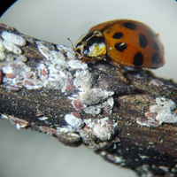 Crape Myrtle Pest and Disease Control Guide-Analysis, Tips & Solutions| Southern Charm Crape ...