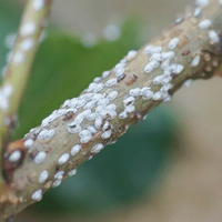 Crape Myrtle Pest and Disease Control Guide-Analysis, Tips & Solutions| Southern Charm Crape ...