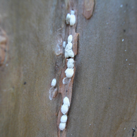 Crape Myrtle Pest and Disease Control Guide-Analysis, Tips & Solutions| Southern Charm Crape ...