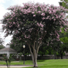 Pink Crape Myrtles - Stunning Hues of Pinks in All Shapes and Sizes ...