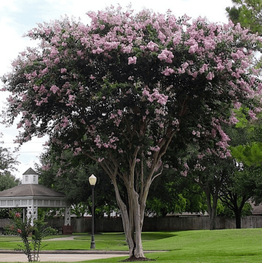 Pink Crape Myrtles - Stunning Hues of Pinks in All Shapes and Sizes ...