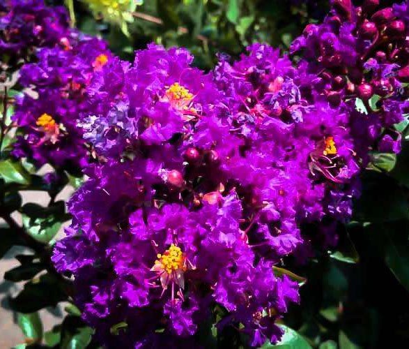 Blue Amethyst™ Crape Myrtle🪻NEW-Darkest Purple Flowers-Blue Undertone ...