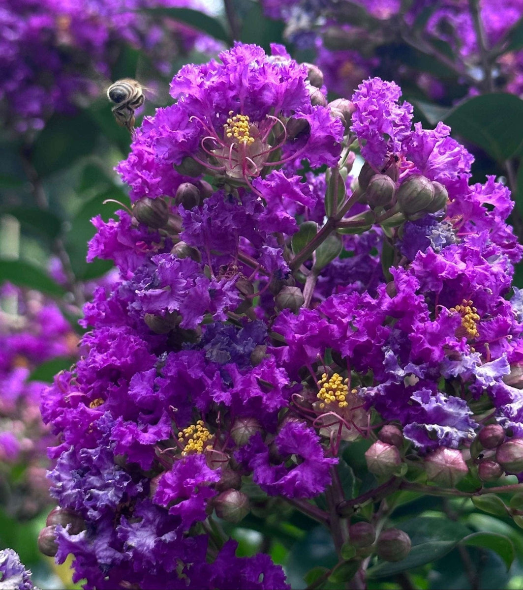 Blue Amethyst™ Crape Myrtle🪻NEW-Darkest Purple Flowers-Blue Undertone ...