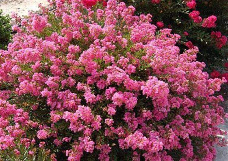 Blush Bijou Micro Mini™ Crape Myrtle: Compact Plant, Tiny Pink Flowers ...