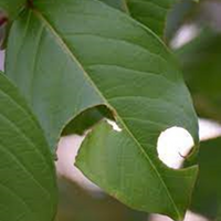 Crape Myrtle Pest and Disease Control Guide-Analysis, Tips & Solutions| Southern Charm Crape ...