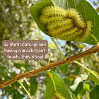 Crape Myrtle Pest and Disease Control Guide-Analysis, Tips & Solutions| Southern Charm Crape ...