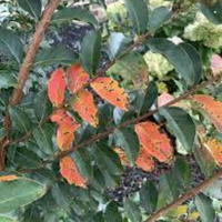 Crape Myrtle Pest and Disease Control Guide-Analysis, Tips & Solutions| Southern Charm Crape ...
