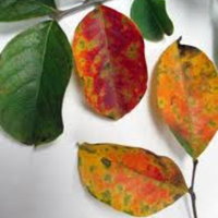 Crape Myrtle Pest and Disease Control Guide-Analysis, Tips & Solutions| Southern Charm Crape ...