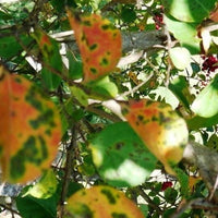 Crape Myrtle Pest and Disease Control Guide-Analysis, Tips & Solutions| Southern Charm Crape ...
