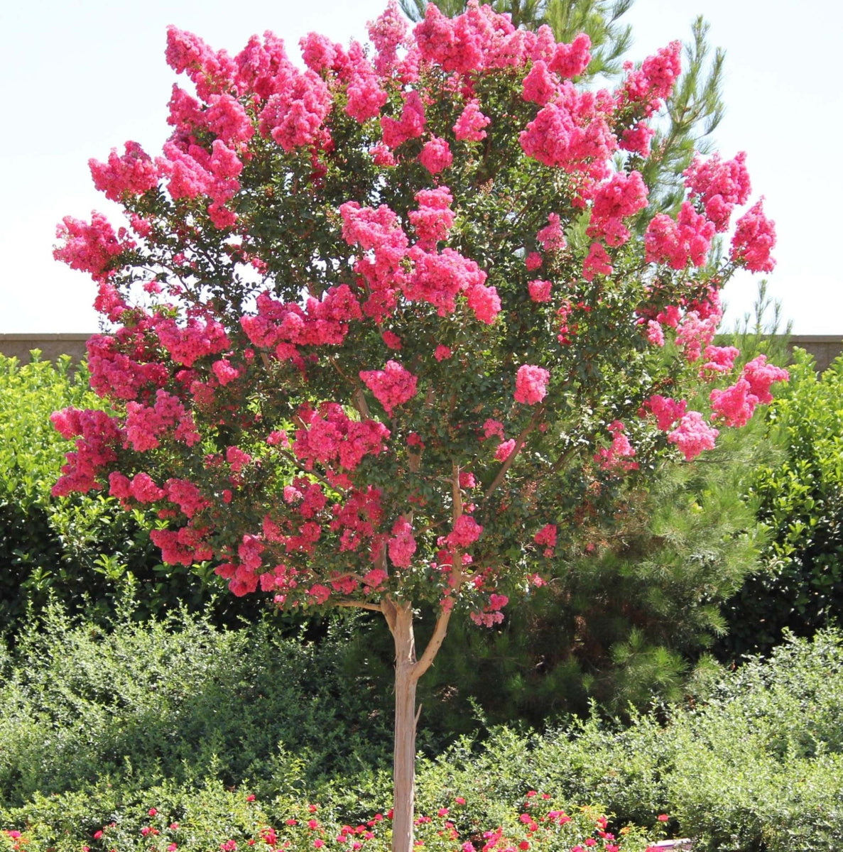 Comanche Crape Myrtle🌱: Majestic, Dark Coral Pink Blooms for Gardens| Southern Charm Crape ...