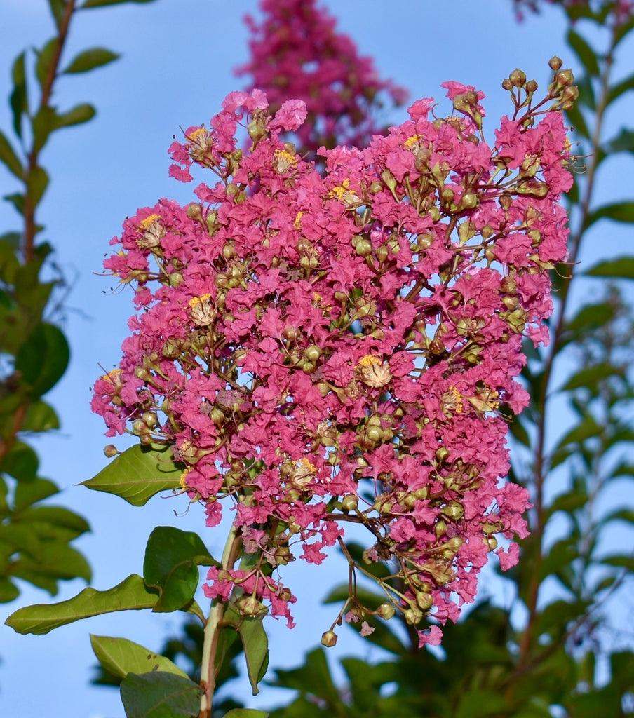 Comanche Crape Myrtle🌱: Majestic, Dark Coral Pink Blooms for Gardens ...