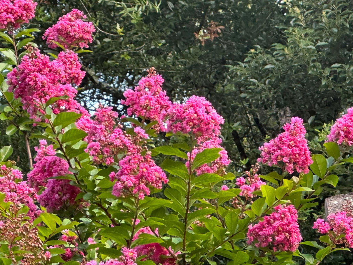 Cotton Candy Passion™ Crape Myrtle: Sweet Vivid Blooms, Upright Spires ...
