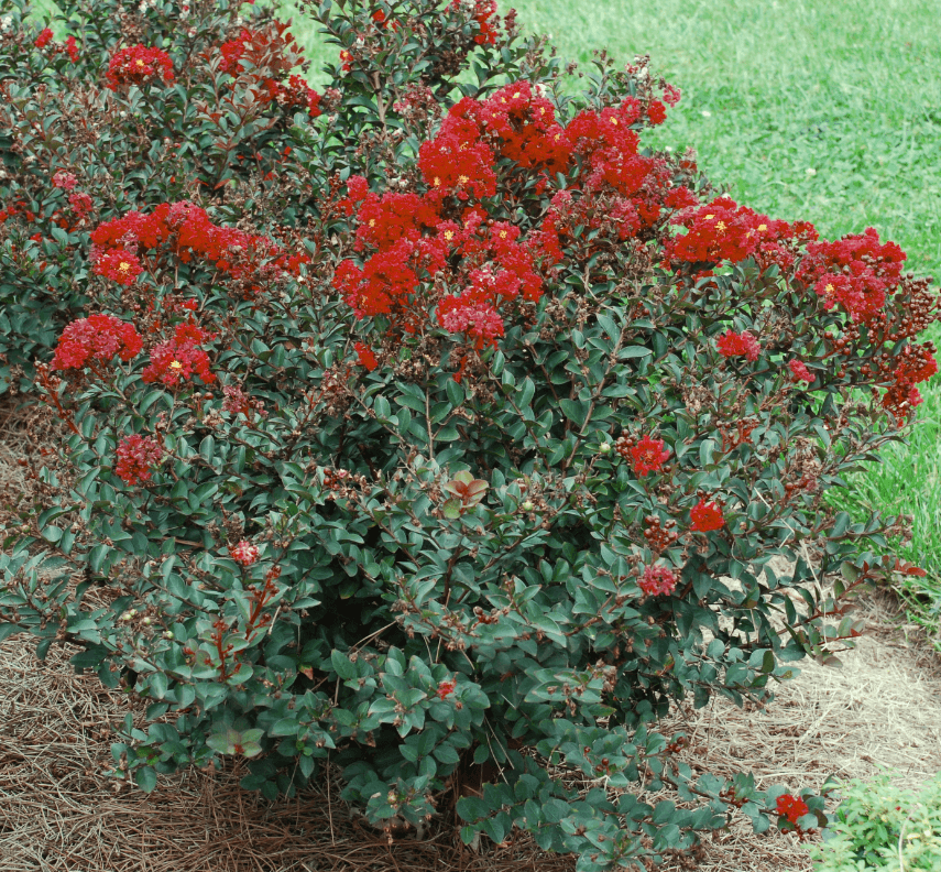 Crimson Bijou Micro Mini™ Crape Myrtle ️Crimson Red Blooms, Tiny Plant ...