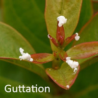 Crape Myrtle Pest and Disease Control Guide-Analysis, Tips & Solutions| Southern Charm Crape ...