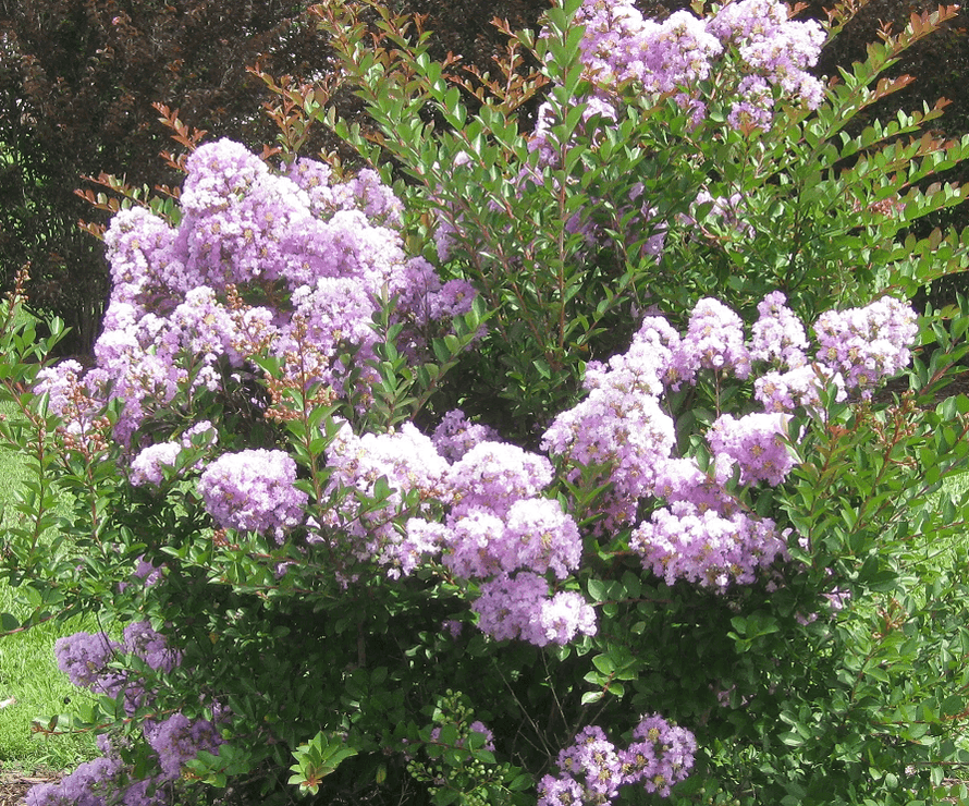 Purple Crape Myrtles: Stunning Varieties of Dark Purple and Lavender ...