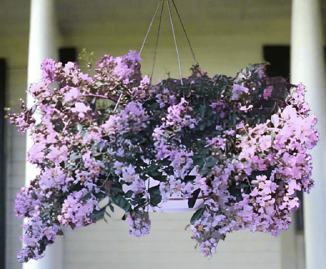 Lafayette Miniature Crape Myrtle: Bright Elegance in a Brilliant Mini ...