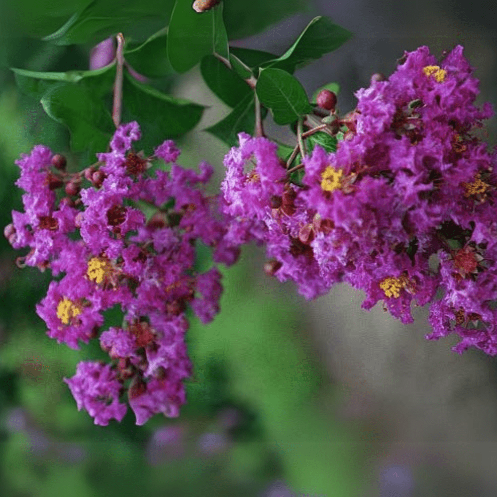 Mardi Gras Crape Myrtle 🪻Elegant Purple Flowers, Sprawling Branches🌱 ...