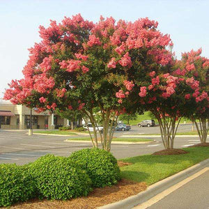 Miami Crape Myrtle: Tropical Coral Pink Beauty in a Hardy Shade Tree🌱 ...