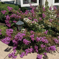🌸Combining Crape Myrtles🌸 Create your Own Multi-Colored Masterpiece ...
