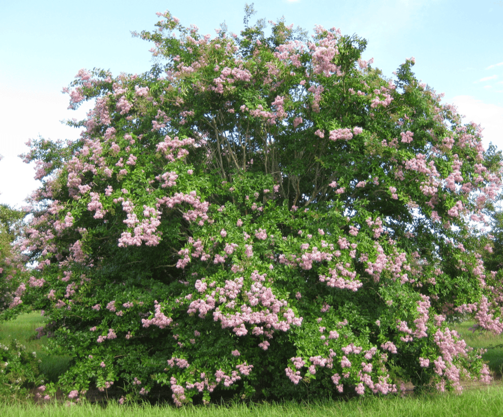 Muskogee Crape Myrtle🪻-Fast Growing Shade Tree, Huge Lavender Flowers ...