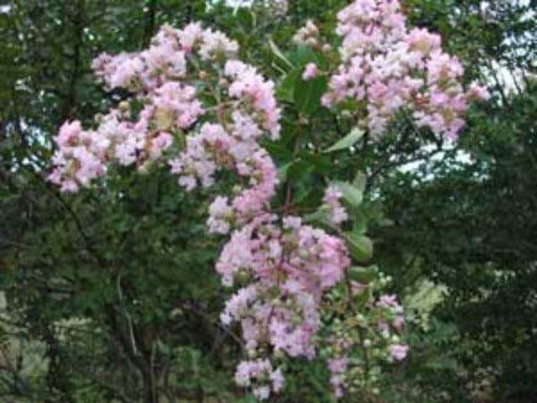 Near East Crape Myrtle🩷 Rare, Soft Pink Weeping Grace for Your Garden ...