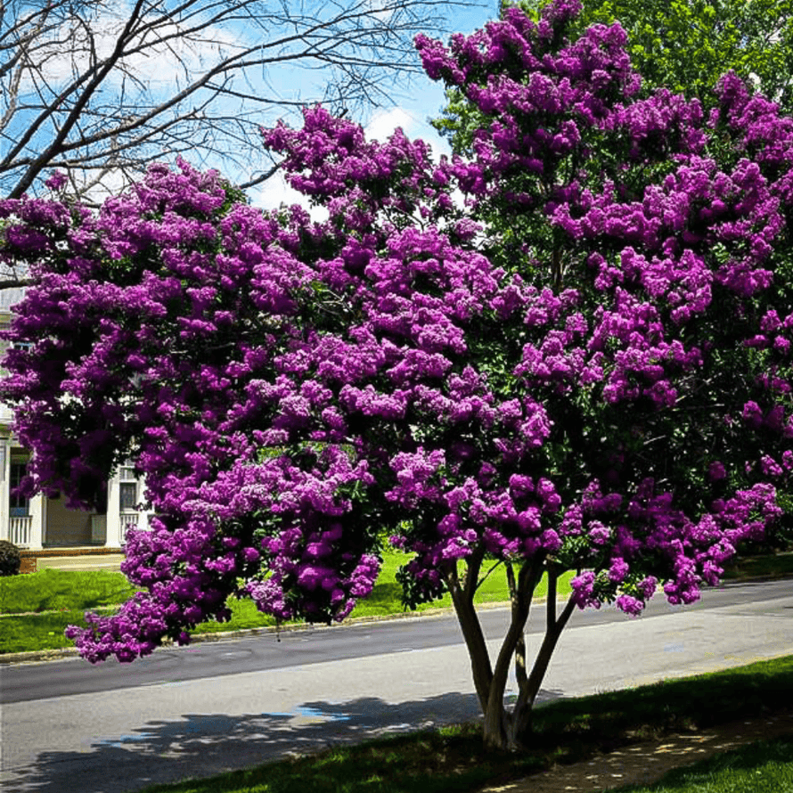 Purple Crape Myrtles: Stunning Varieties of Dark Purple and Lavender| Southern Charm Crape ...