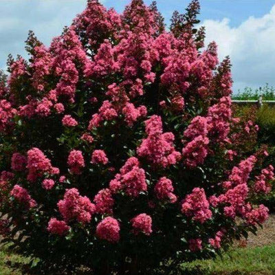 Pink Crape Myrtles - Stunning Hues of Pinks in All Shapes and Sizes ...
