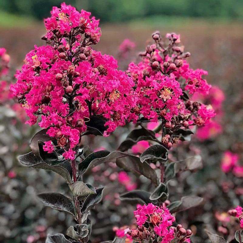 Obsidian Sunset™ Crape Myrtle 🖤Deep Magenta Blooms, & Darkest Foliage ...