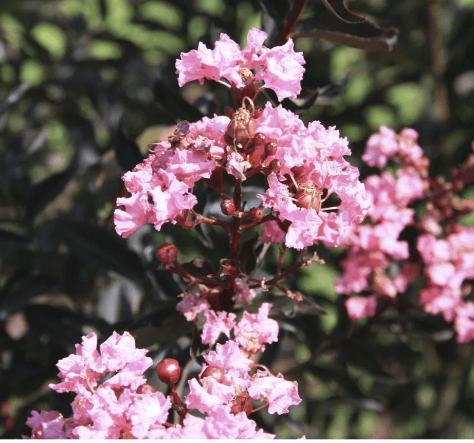 Pecos Crape Myrtle: Light Pink Flowers, Dark Green Leaves, Fast Grower ...