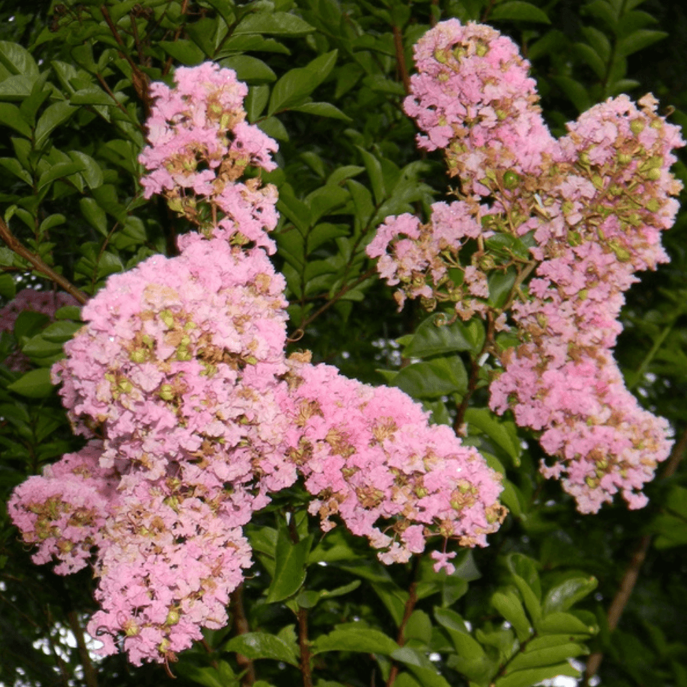 Potomac Crape Myrtle🌳 Tall Upright Elegance with Delicate Pink Blooms ...