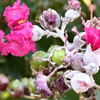 Crape Myrtle Pest and Disease Control Guide-Analysis, Tips & Solutions| Southern Charm Crape ...