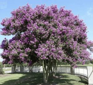 Standard Crape Myrtles- Maturing 20-30ft Tall Fast-Growing Shade Trees ...