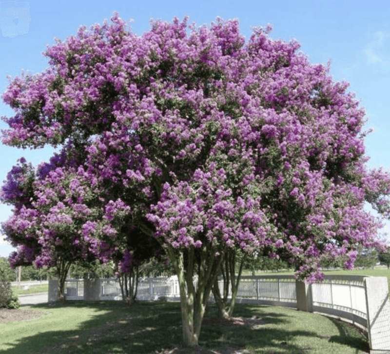 Standard Crape Myrtles- Maturing 20-30ft Tall Fast-Growing Shade Trees ...