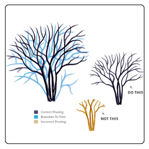 Proper Crape Myrtle Pruning-Expert Tips & Guide for Growth and Flowers| Southern Charm Crape ...