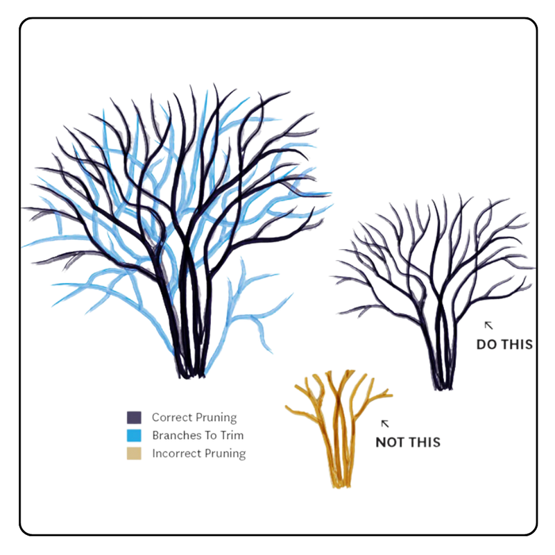 Crape Myrtle Pruning: Master Techniques for Vibrant Blooms and Growth ...