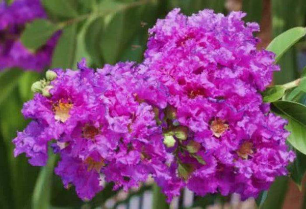 Royalty Crape Myrtle: Small Tree Displaying Vivid Regal Purple Flowers ...