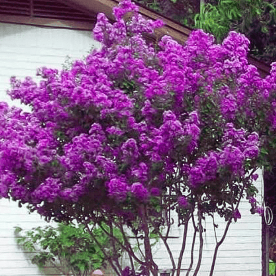 Purple Crape Myrtles: Stunning Varieties of Dark Purple and Lavender| Southern Charm Crape ...
