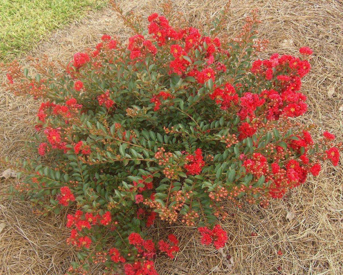 Ruby Bijou Micro Mini™ Crape Myrtle-Ruby Red Flowers for Small Gardens ...