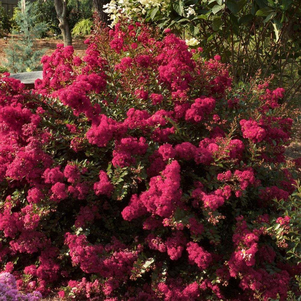 Ruby Bijou Micro Mini™ Crape Myrtle-Ruby Red Flowers for Small Gardens ...