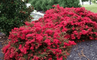 Crape Myrtle Plant Spacing-How Should I Plant for my Ideal Look? 🌱 ...
