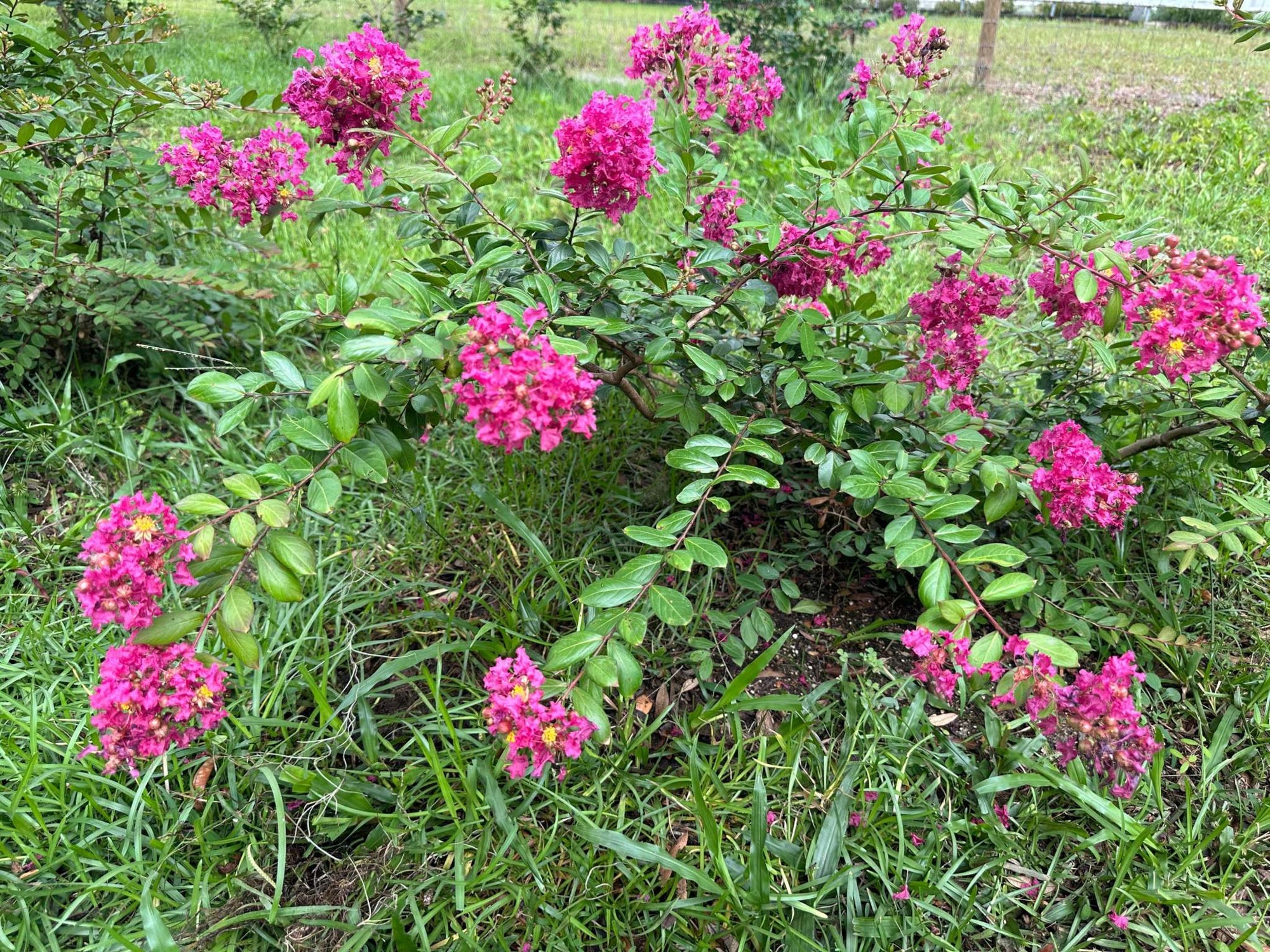 Sacramento Miniature Crape Myrtle: Elegant Dark Watermelon Red Flowers ...