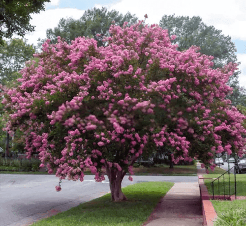 Sioux Crape Myrtle: Bright Pink Blooms & Graceful Beauty, Upright Tree ...