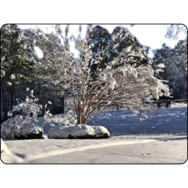 Crape Myrtles Growing in Cold Climates? ️ Expert Detailed How-To Guide ...