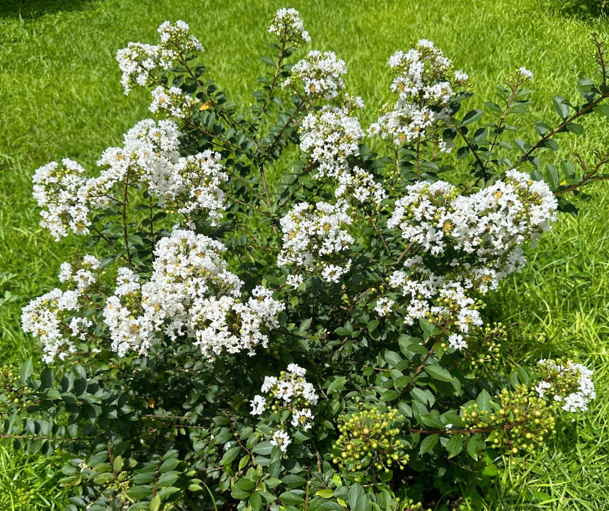 Bijou Micro Mini™ Crape Myrtles-A Southern Charm Original Collection🪴 ...