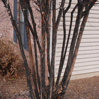 Crape Myrtle Pest and Disease Control Guide-Analysis, Tips & Solutions| Southern Charm Crape ...