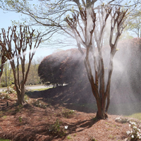 Crape Myrtle Pest and Disease Control Guide-Analysis, Tips & Solutions| Southern Charm Crape ...