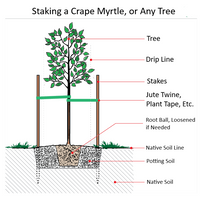 Growing Crape Myrtles: Your Guide to Healthy Plants and Vibrant Blooms ...