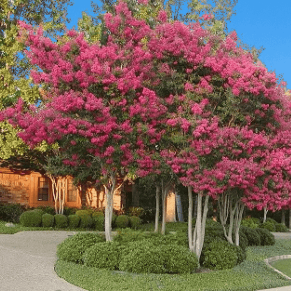 Tuskegee Crape Myrtle: Fast Growing Shade Tree with Bright Pink Blooms ...