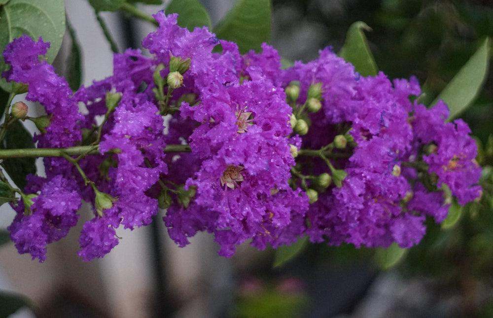 Velmas Royal Delight Extremely Dark Purple Flowers Adorn a Dwarf Tree ...